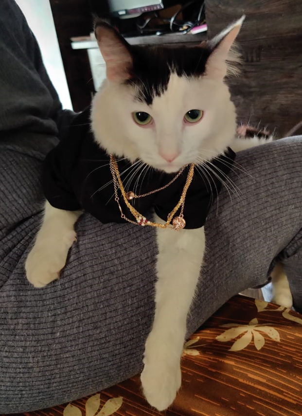 Pet MicroCommunity Launches in PTC! - PTC Community